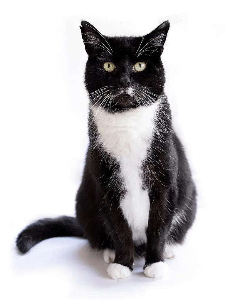 The Cool Cat Club - Proper food, delivered monthly